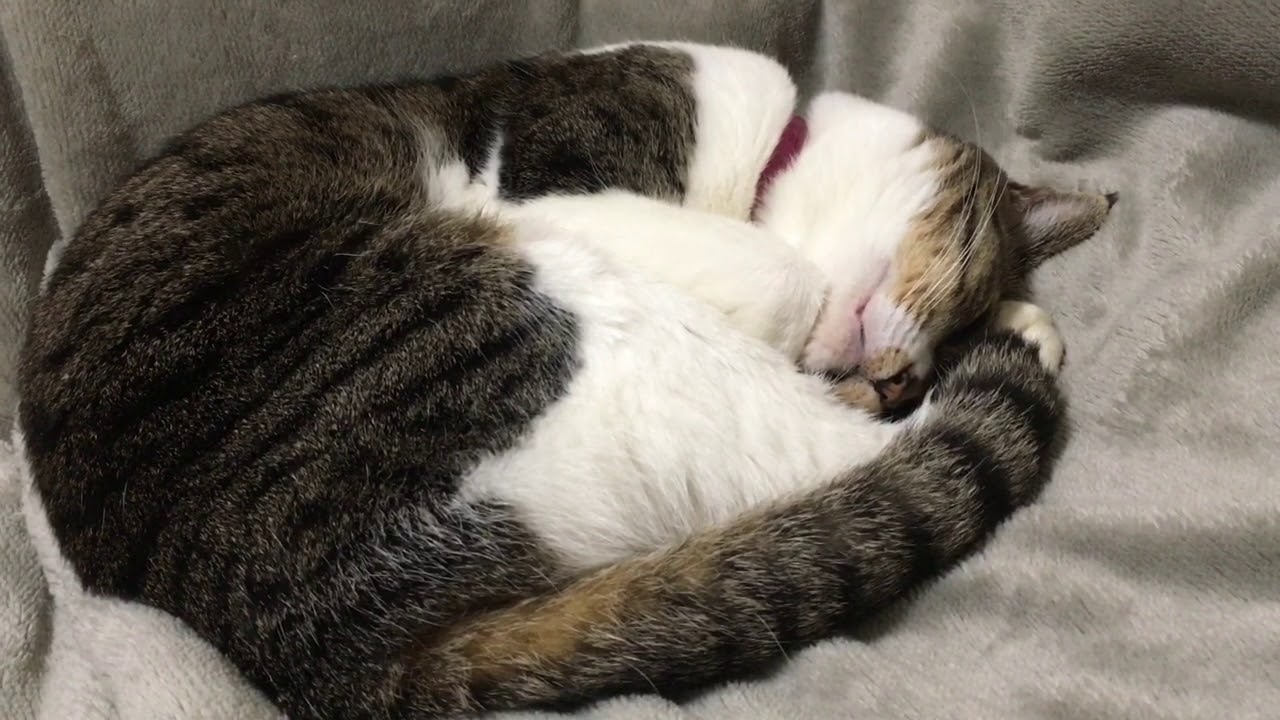 My pretty cat RURU like music ♪♪ 💤 My Movie 47 /2020630 - YouTube