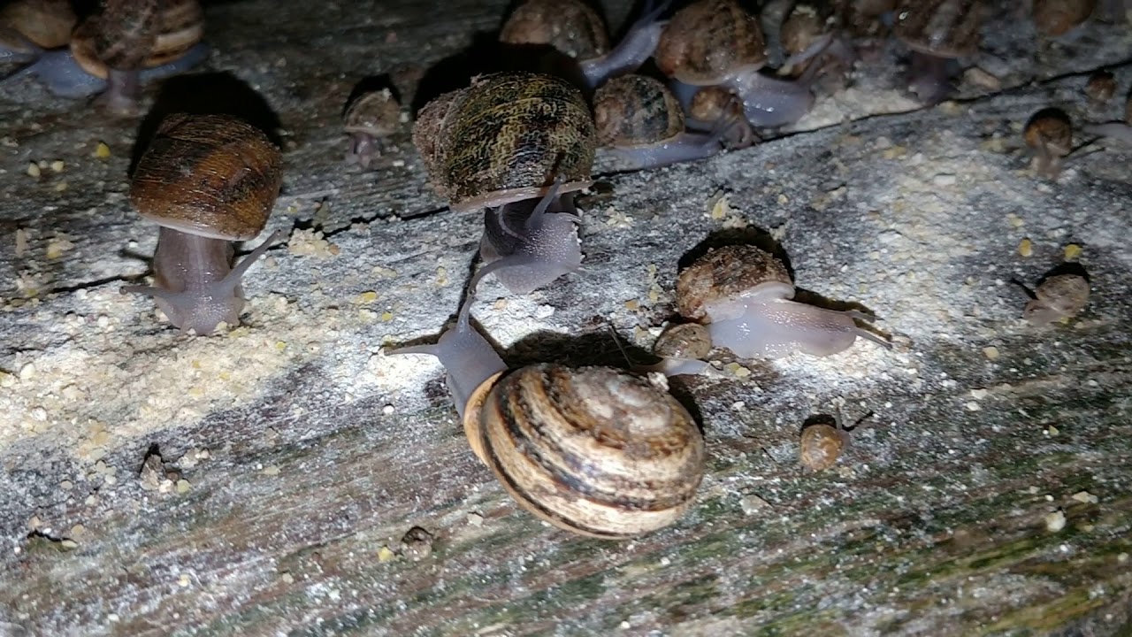 elevage escargot maroc - YouTube