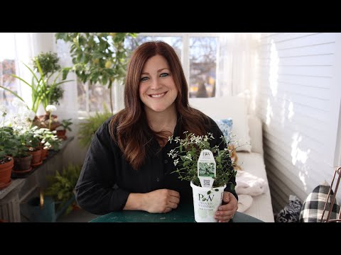 Plant Spotlight: Diamond Frost, Diamond Mountain and Diamond Snow 🌿// Garden Answer