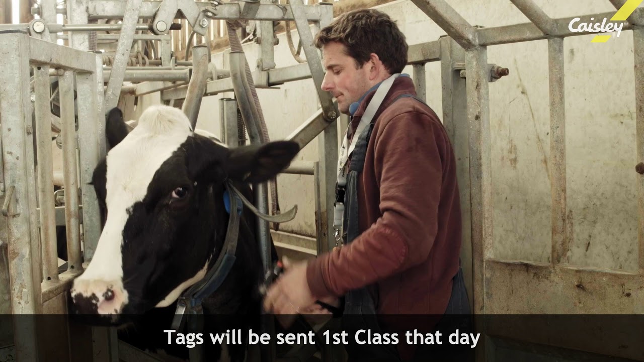 Caisley tags Caisley Cattle Replacement tags - YouTube