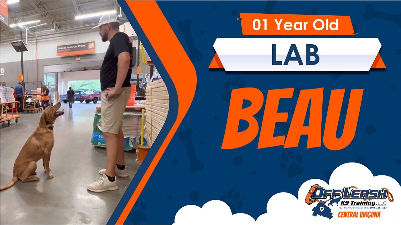 1 Y.O. Lab | Beau | Best Dog Trainers | Virginia | - YouTube