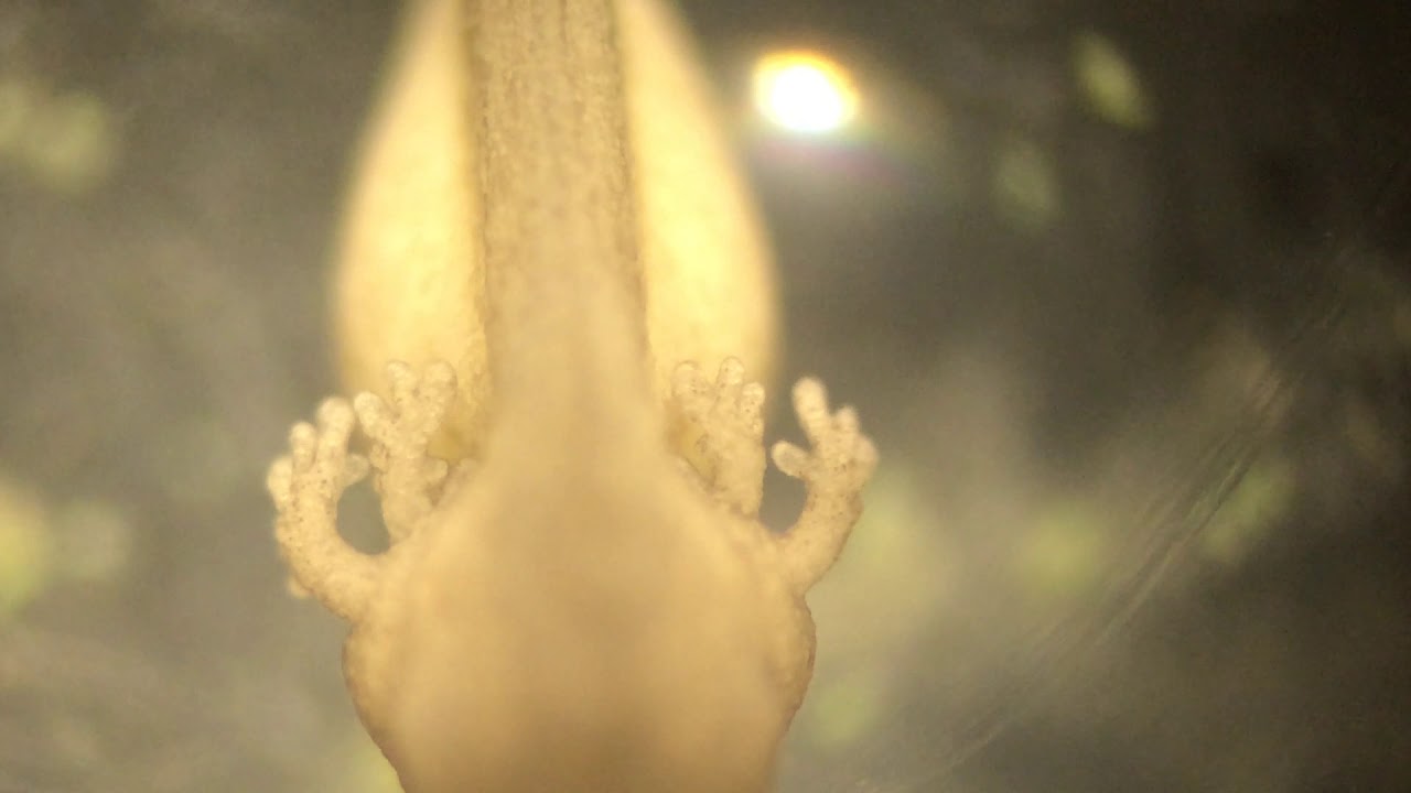Frog Development (Experiment Year 4 about Embryonic) - YouTube