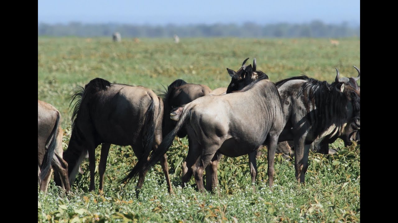 Wildebeest giving birth - YouTube