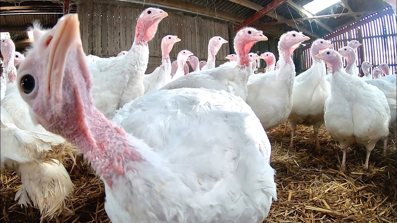 HIGH WELFARE TURKEY FARMING! THEY SCARE THE LIFE OUT OF ME ! - YouTube