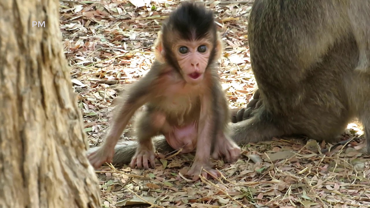 Pity baby monkey is Dodo crying for milk to drink - YouTube