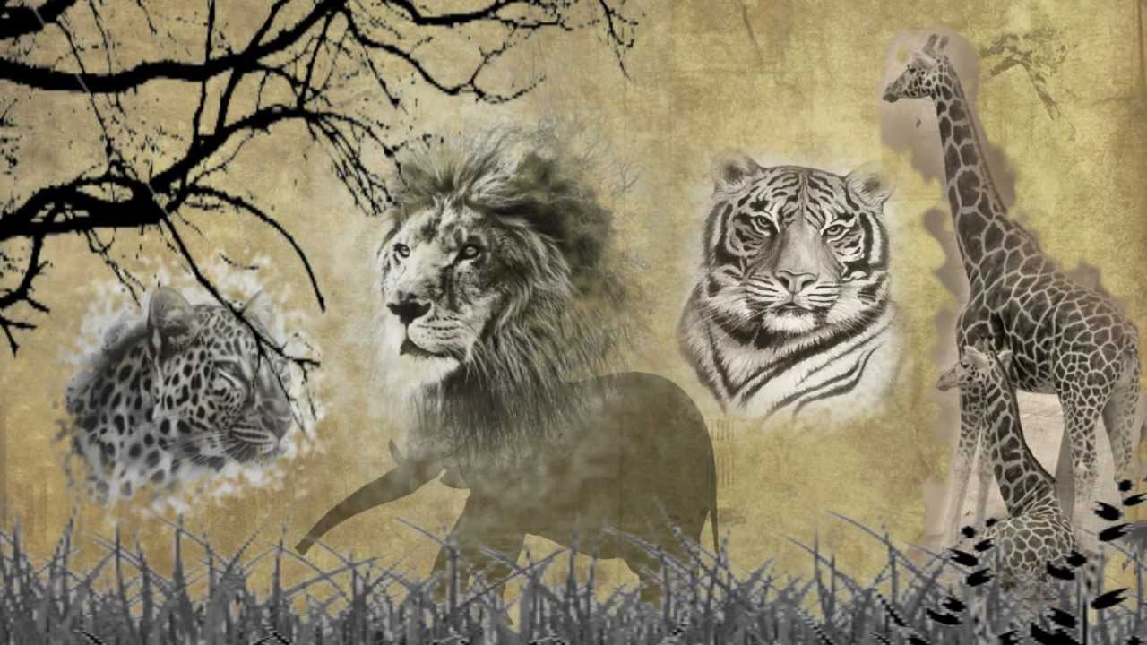 Nat Geo Wild Ident - YouTube