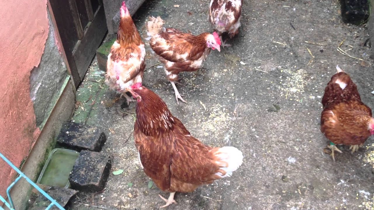Old hens establish the pecking order - YouTube