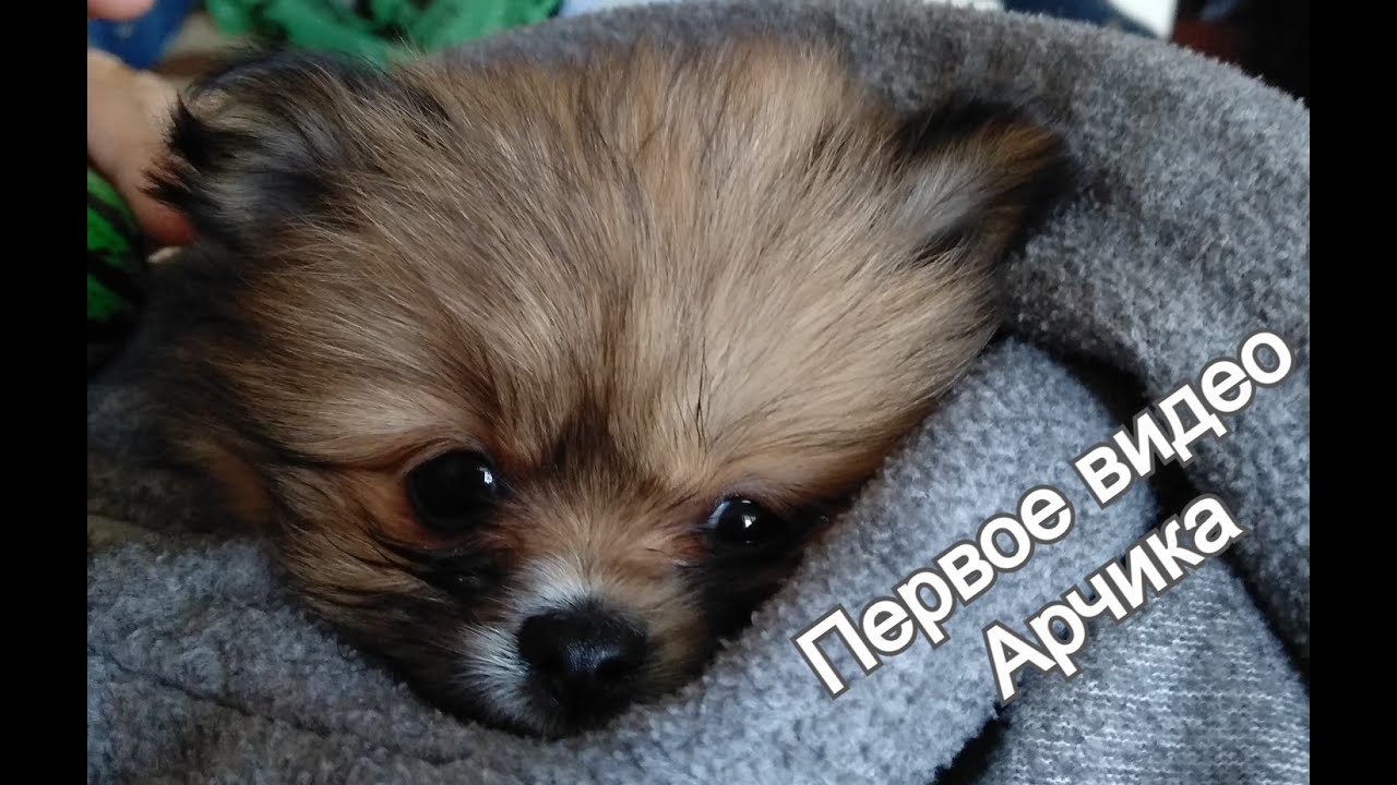 Арчи еще совсем маленький, пытается спать Archie is still very young ...