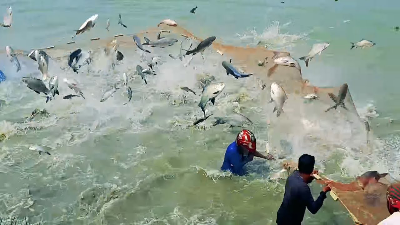 Big Fish Hunting & Fishing Videos On Farmhouse Pond Of Dallas - YouTube
