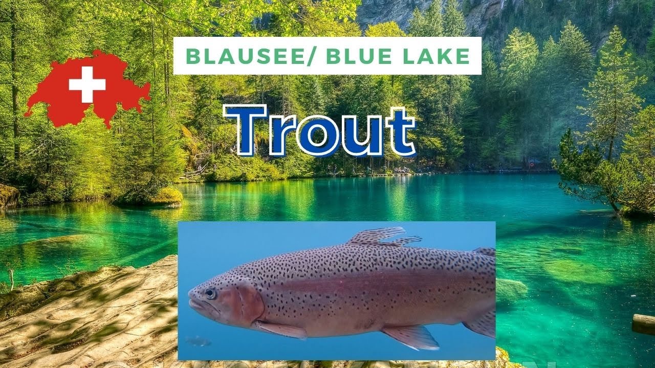 Trout in Blausee (Blue Lake) ,Switzerland 4K - YouTube