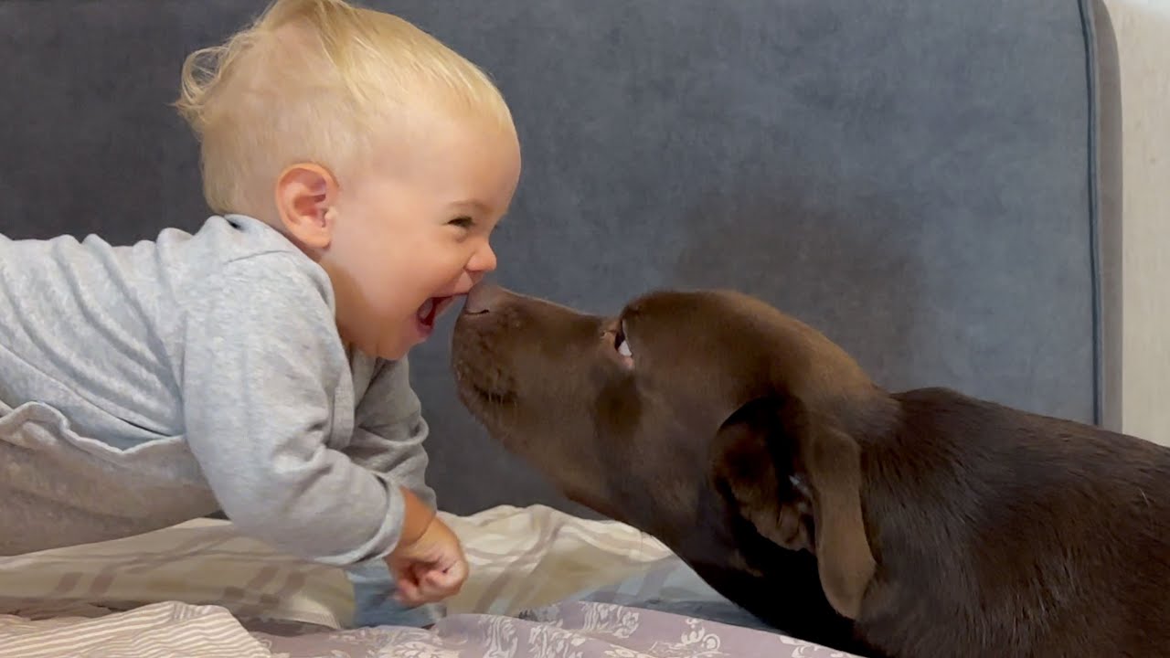 Sweetest Reunion Ever! Baby and Dog's Cutest Moment After Some Time ...