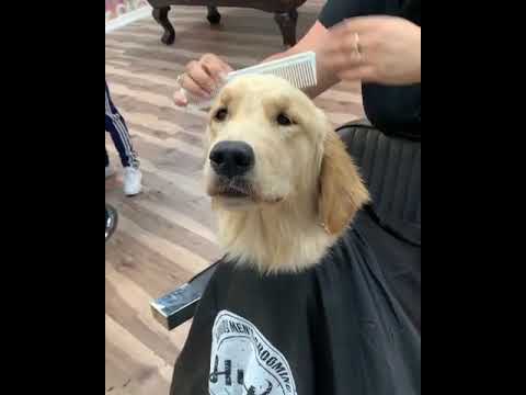 Dog Enjoys Getting Hair Combed by Barber - 1067672 - YouTube
