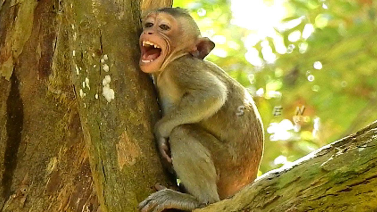 OMG little monkey cry loudly non stop seizure on tree almost heart ...