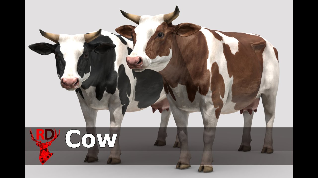 Cow animations - YouTube