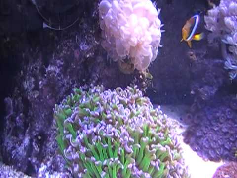 My 4ft Reef Aquarium - YouTube