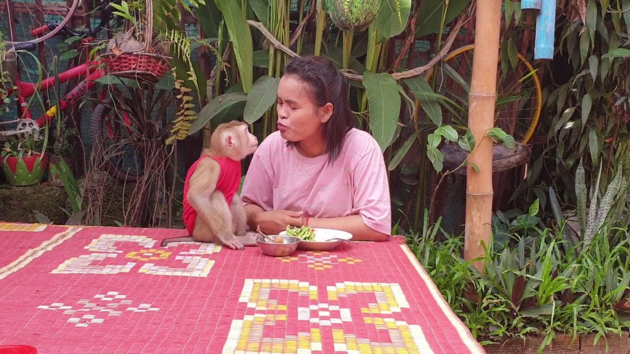 Best adorable monkey Koko much loves sweetie mom /Koko&Yoko official ...