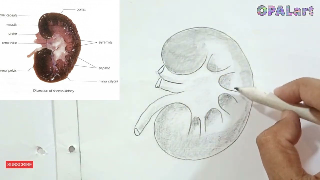 Sheep Kidney Dissection Labeled 27 Renal System Ideas | Renal, Anatomy