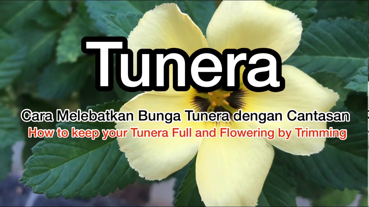 TIPS Rahsia Cara Melebatkan Bunga Tunera Yang Berkesan - YouTube