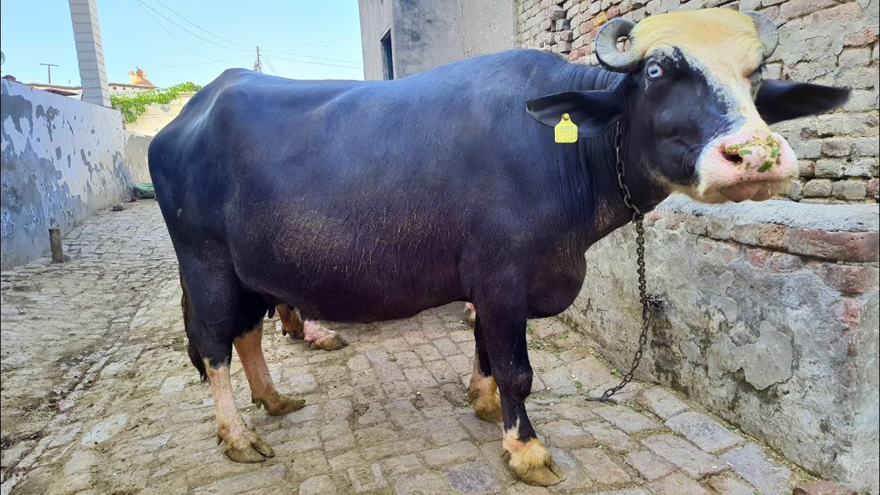 NILI RAVI BUFFALO || FOR SALE || (SIDHU FARM) - YouTube