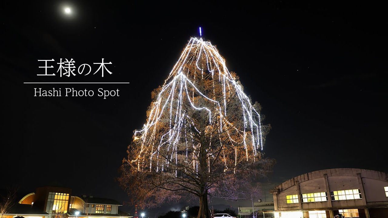 Hashi Photo Spot「王様の木 King Tree」 - YouTube