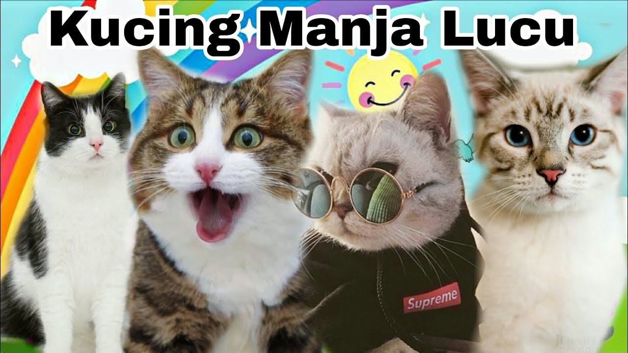 KUCING MEONG MEONG 😻 KUCING MANJA LUCU 😻 LAGU ANAK KUCING MEONG MEONG ...