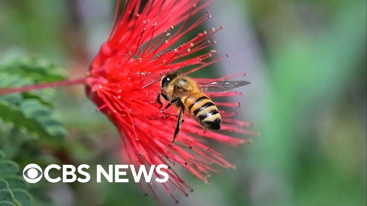 U.S. honey bee population reaches record high - YouTube