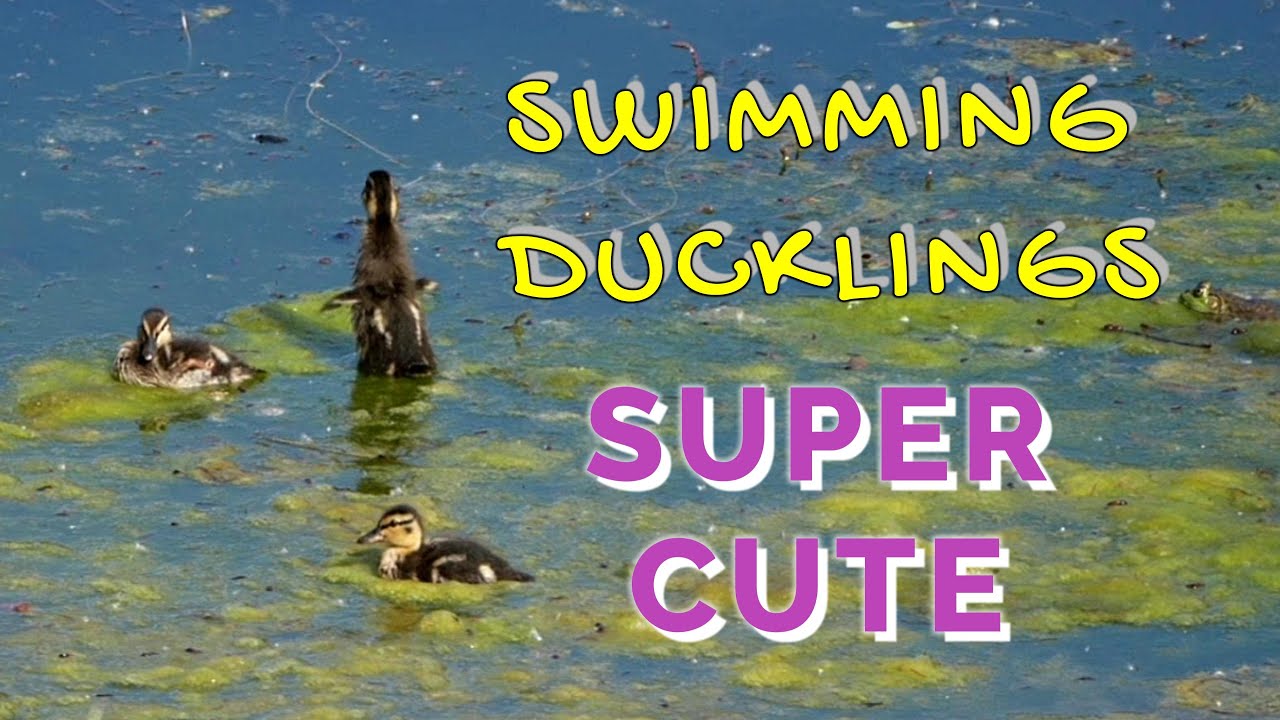 Ducklings | Baby Mallards & Wood Ducks | Wildlife | May 2024 | 4K ...