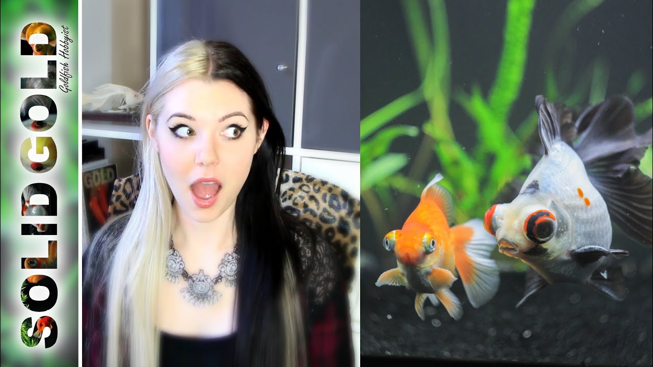 Goldfish Talk with Jennie - YouTube