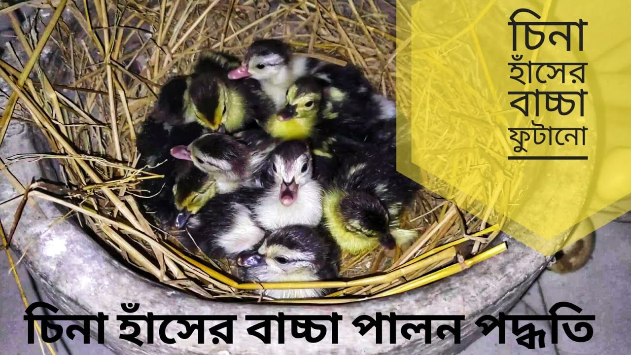 চিনা হাঁসের বাচ্চা পালন | Cina hasher baccha palon | Duck farm in ...