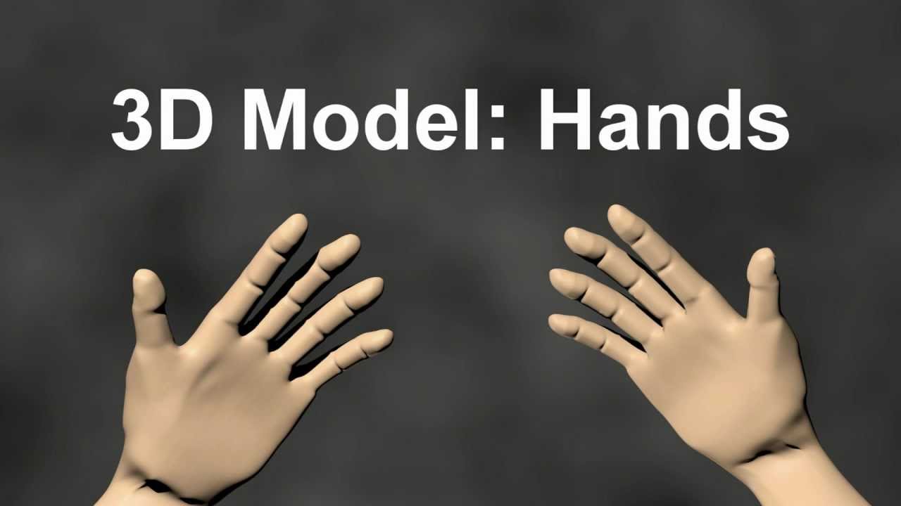 3D Model: Hands - YouTube