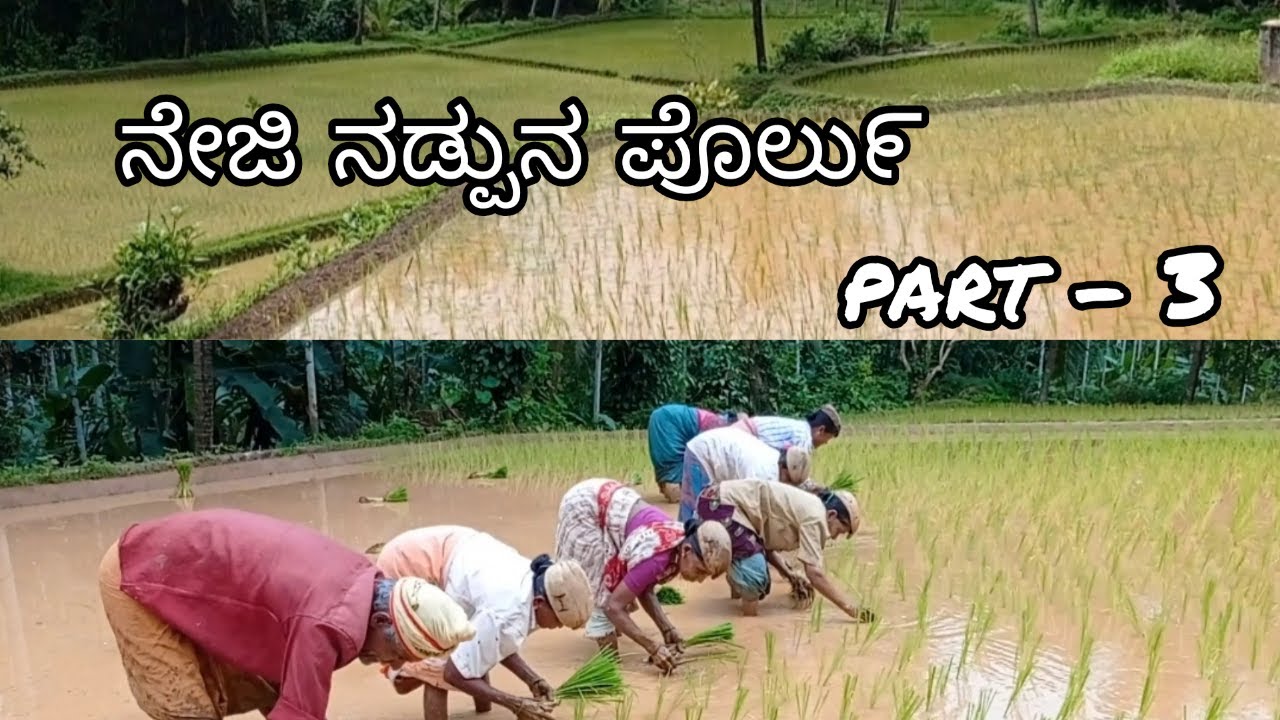 Paddy cultivation part 3 l rice making process l star vlogs in tulu l ...