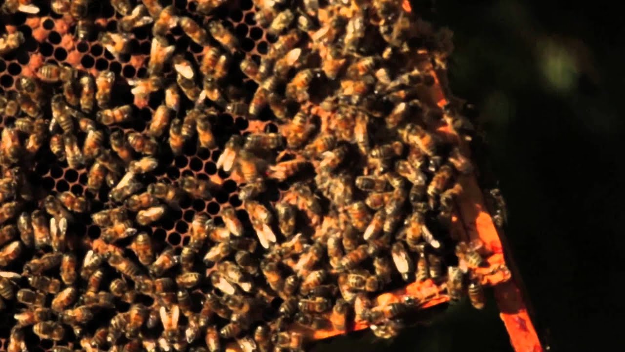 Plan Bee - The Donkey Sanctuary - YouTube