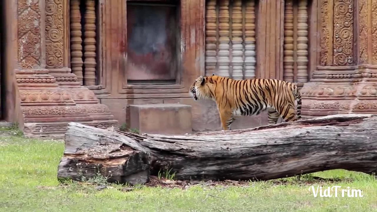 tiger sing despacito - YouTube