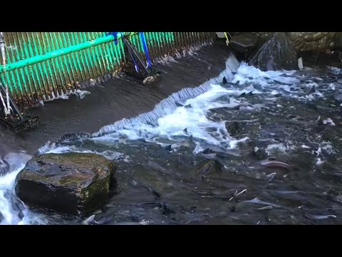 Hundreds of fish at The Salmon River hatchery in Pulaski New York - YouTube