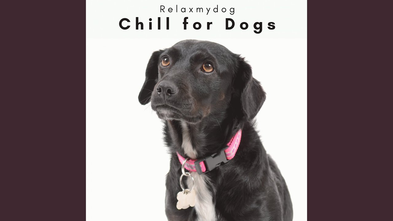 Soft Songs for Cute Dog - YouTube Music