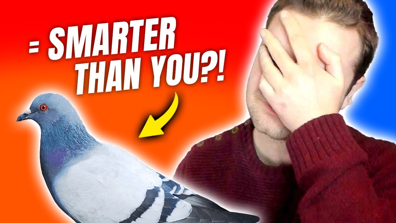 How a PIGEON Can Teach You a Valuable Lesson in Procrastination ...