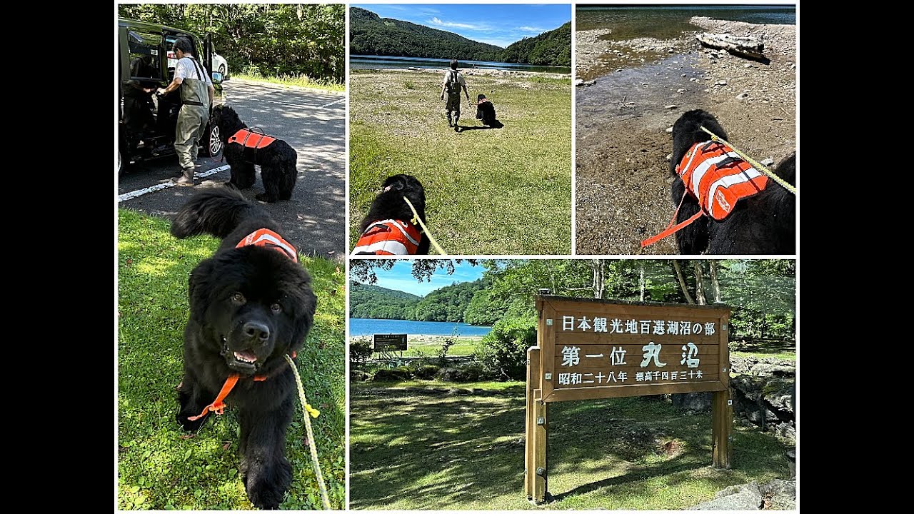 Newfoundland dogs swimming in lake Marunuma - YouTube
