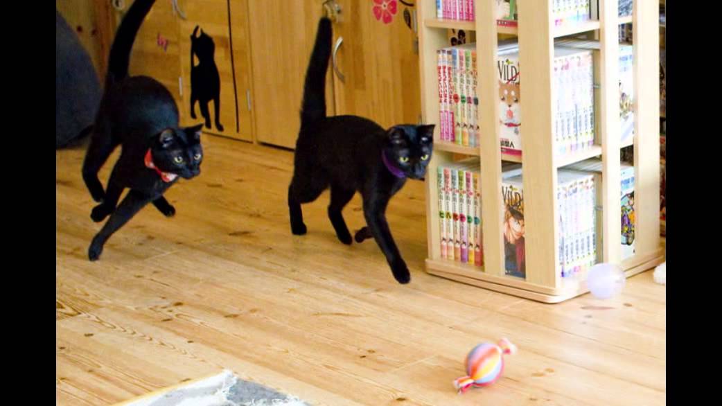 I Visited The World’S Only Black-Cat Cafe - YouTube