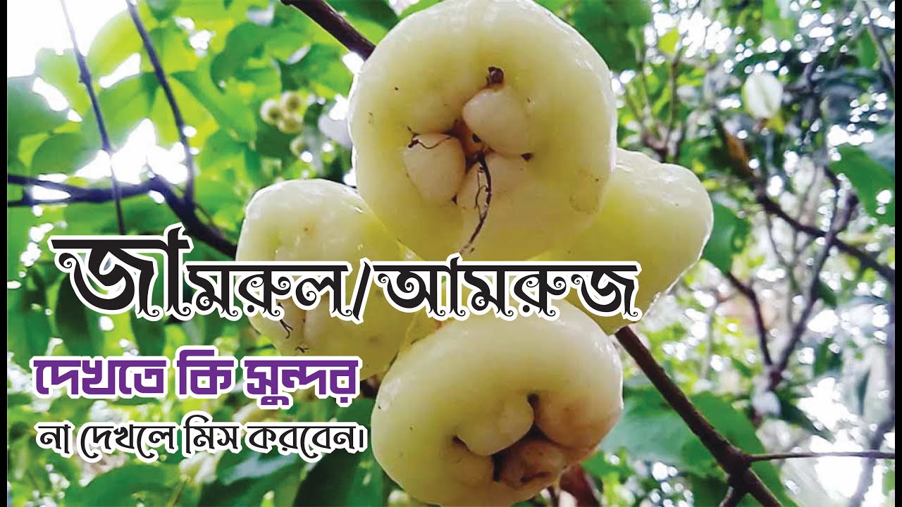 Jamrul/ Amruz/ জামরুল/ আমরুজ - YouTube