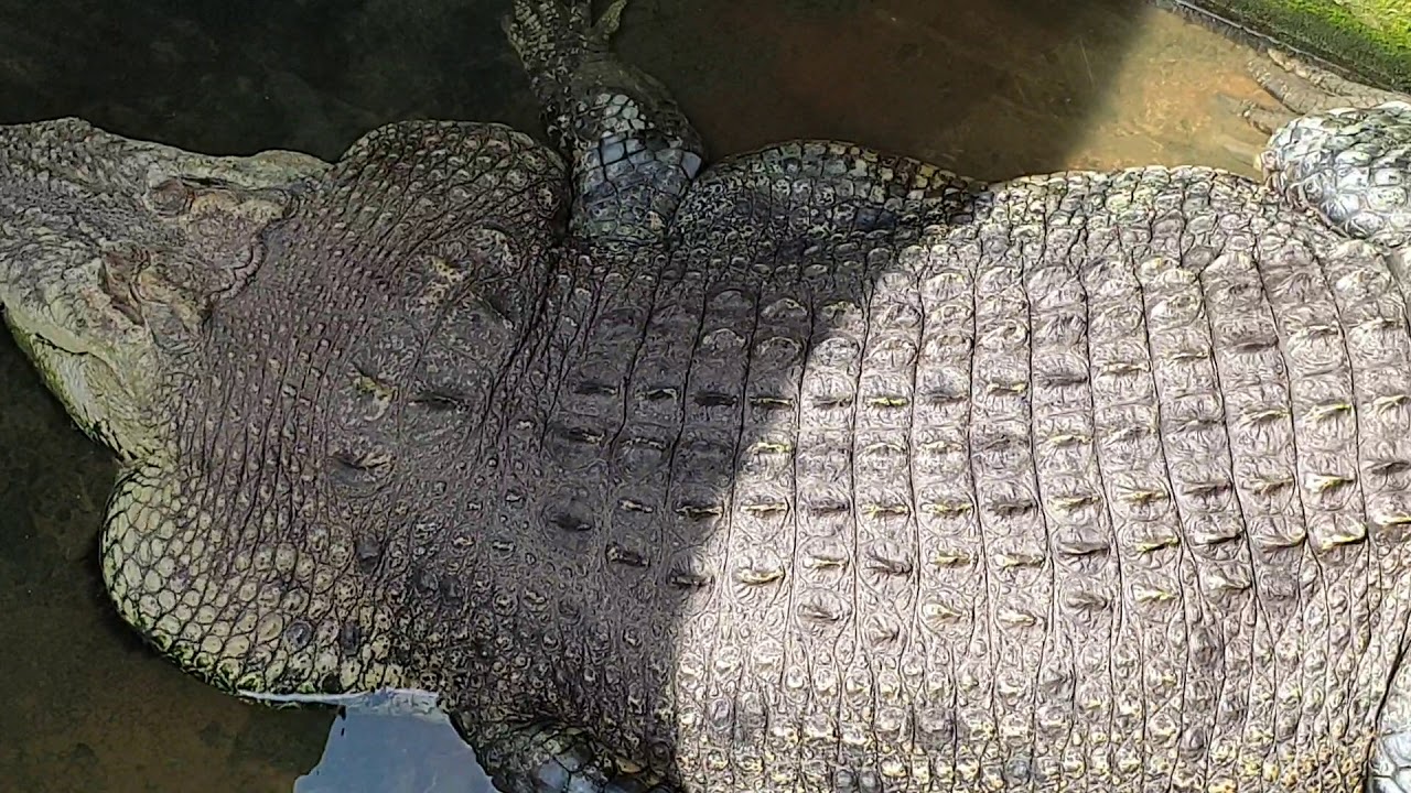The Fattest Alligator In The World