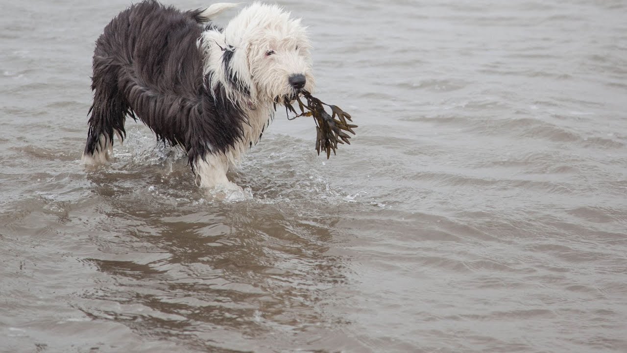 The Magic of the Old English Sheepdog in Slow Motion - YouTube
