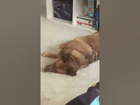 My crackhead dog rolls on a carpet - YouTube