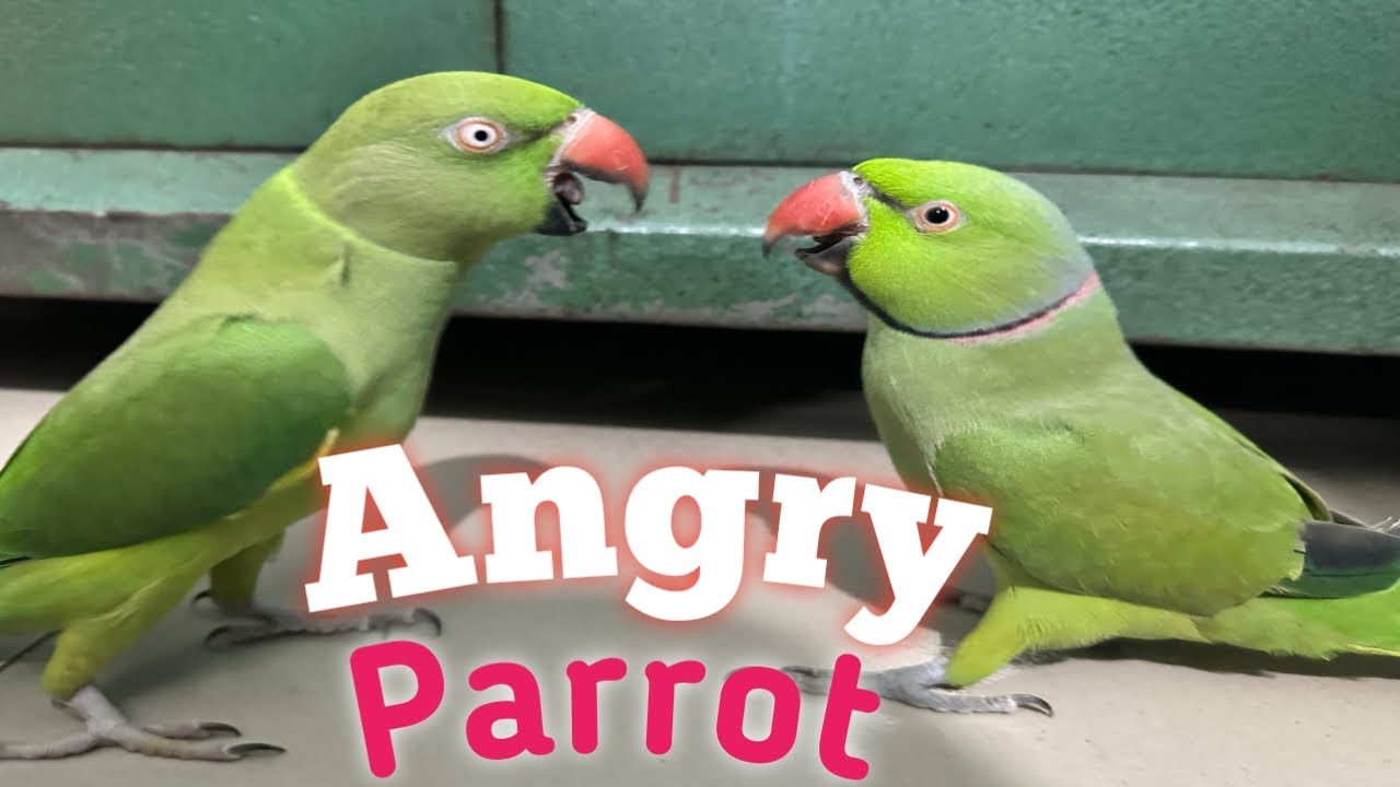 Daily Parrot Vlog. Angry Parrot. - YouTube