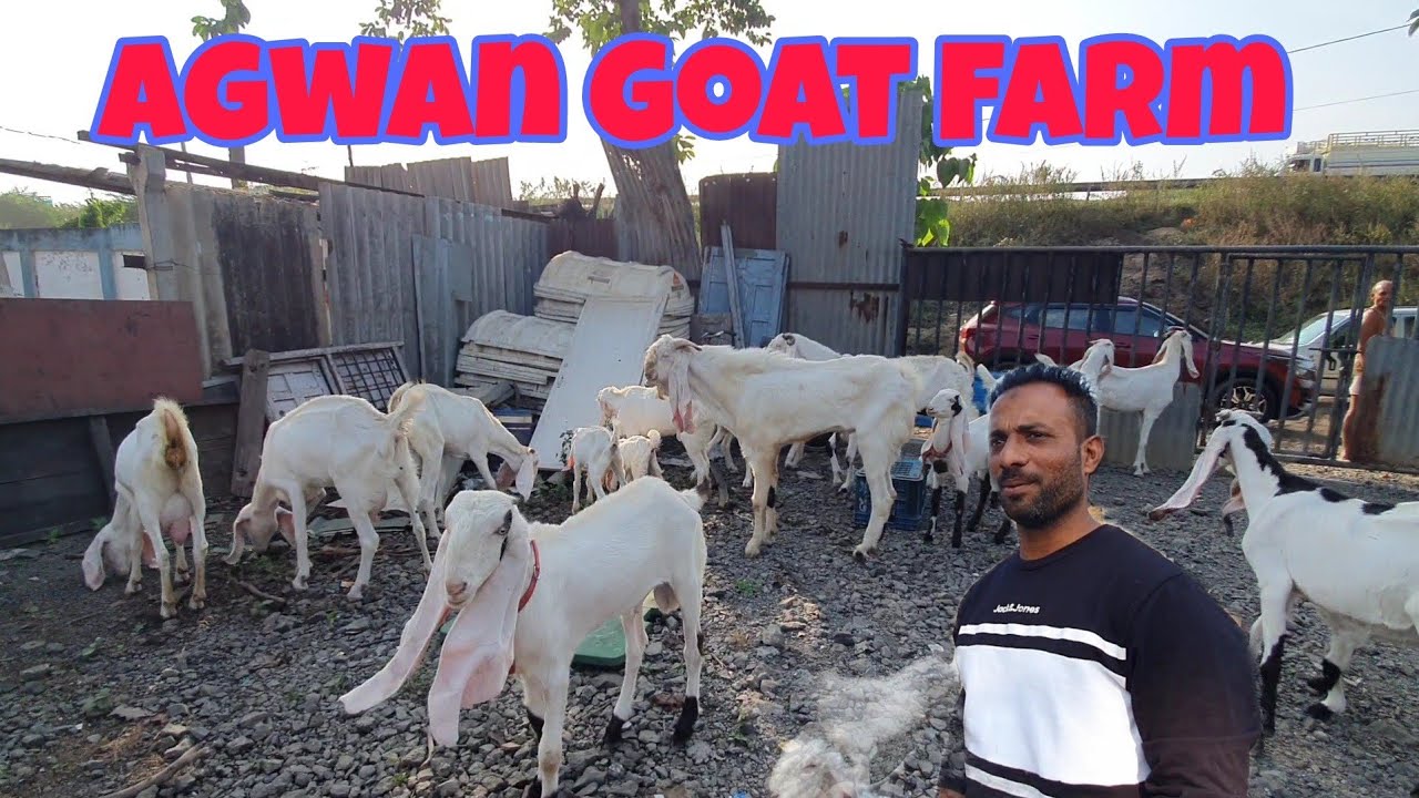 Agwan Goat Farm Surat Anjum Bhai | Patira Hyderabadi Collection. - YouTube