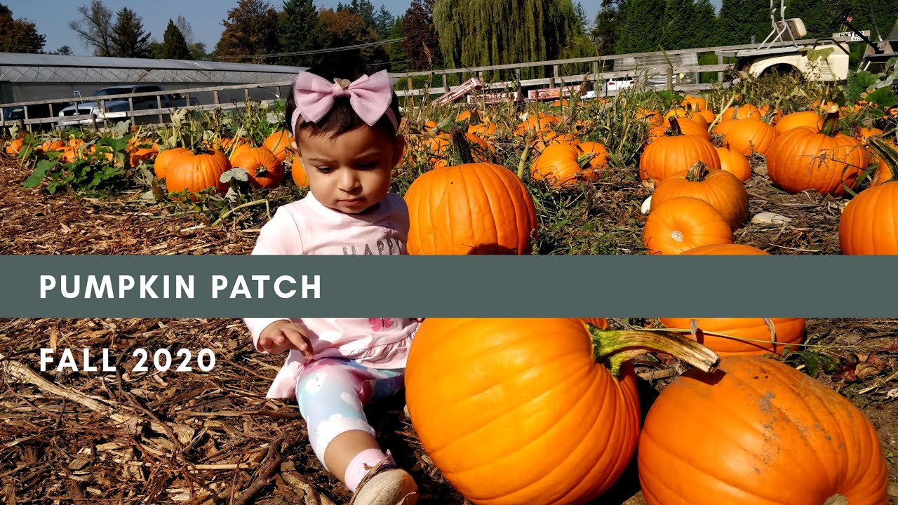 VLOG # 36 | PUMPKIN PATCH Tour - 2020 | Port Kells Nurseries | Indian ...