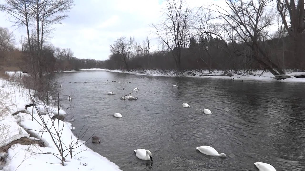 Trumpeter Swan Fun-Fight - YouTube