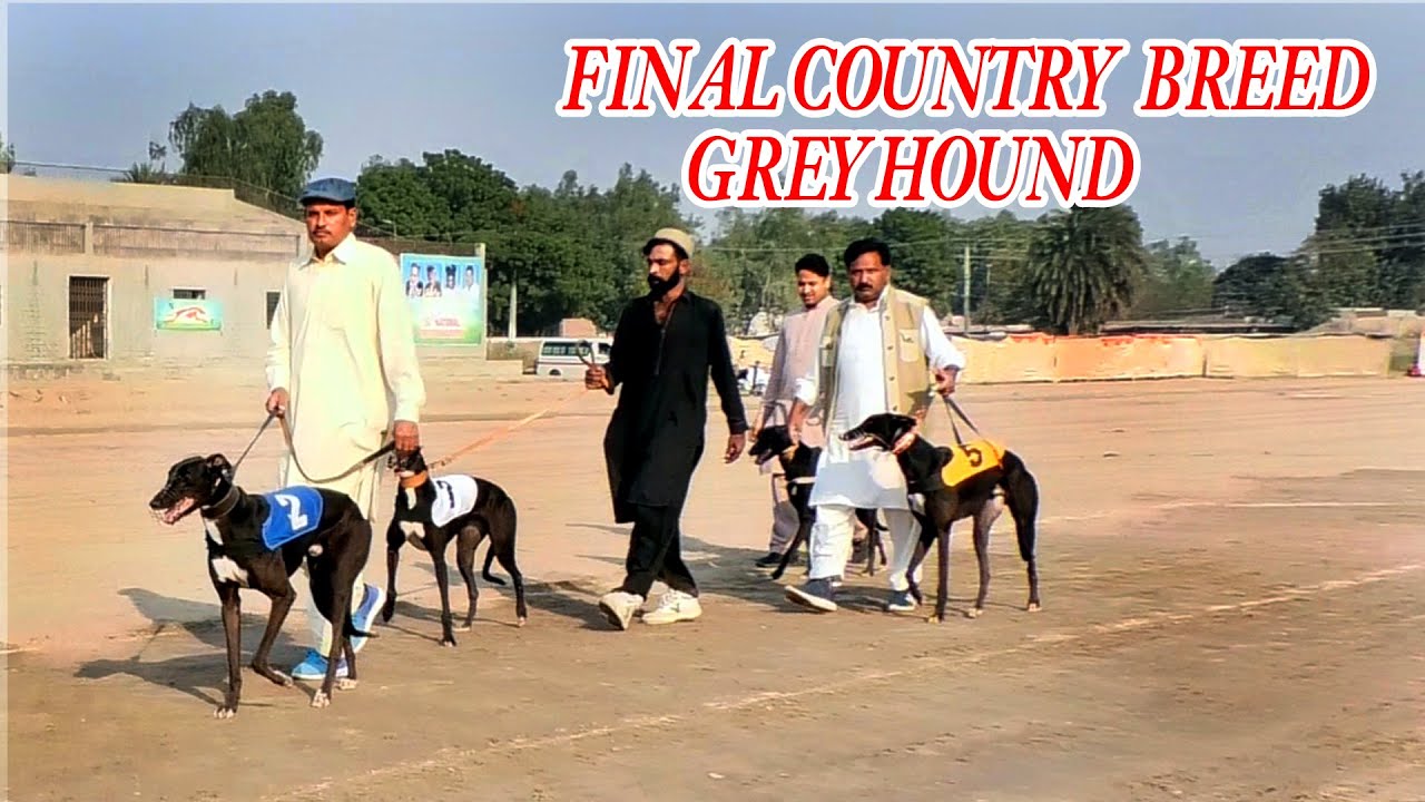COUNTRY BREED FINAL | NATIONAL GREYHOUND DERBY | 09.12.2022 ...