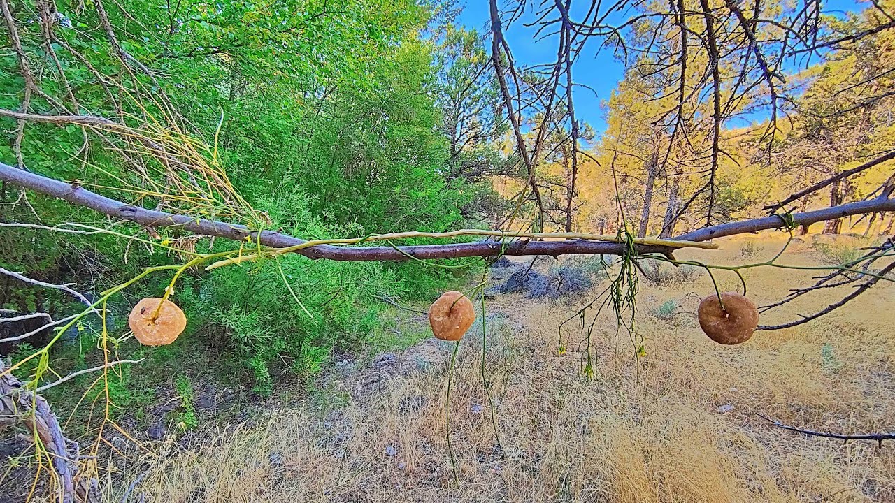 DIY Archery Target: MINI DONUTS! - YouTube