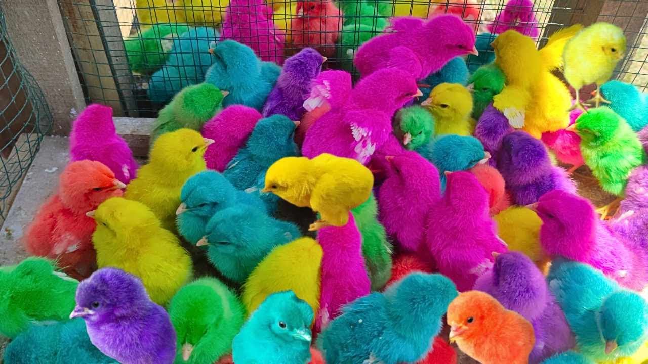 Catch Cute Chickens,Colorful Chickens, Rainbow Chickens, Cute, Ducks ...
