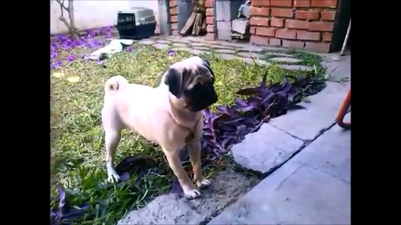 Funny pug goes crazy with animal sounds - YouTube